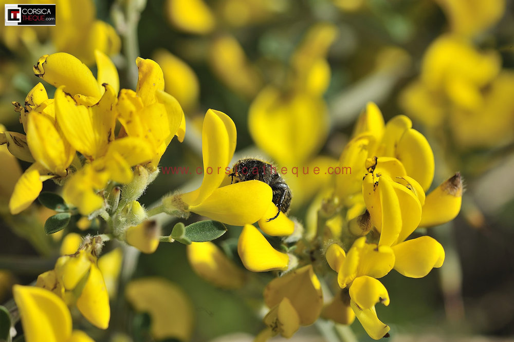 La flore s'éveille du coté de Lava (1) / Flore / Terre et mer / Accueil ...