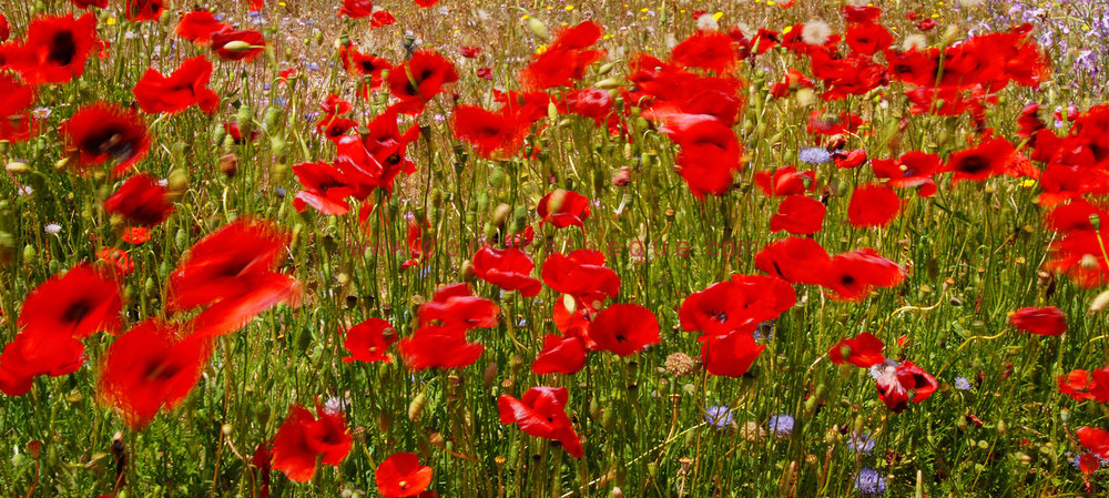 Coquelicot / Flore / Terre et mer / Accueil - 1er Média Culturel Corse ...