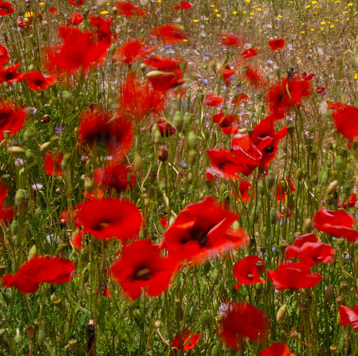 Coquelicot / Flore / Terre et mer / Accueil - 1er Média Culturel Corse ...