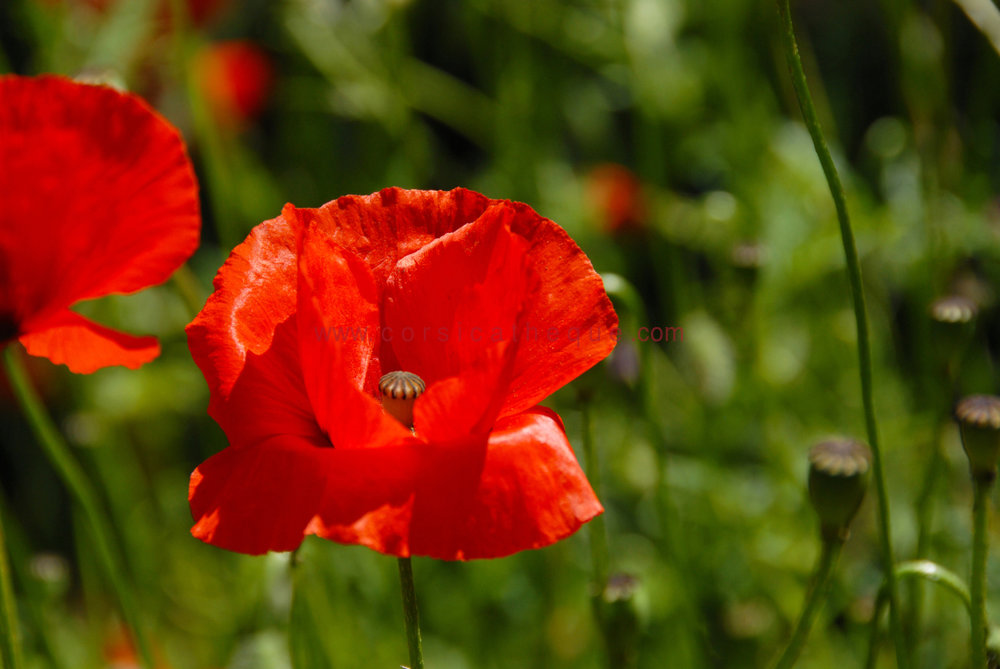 Coquelicot / Flore / Terre et mer / Accueil - 1er Média Culturel Corse ...