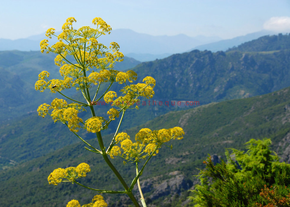 Férule commune / Flore / Terre et mer / Accueil - 1er Média Culturel ...