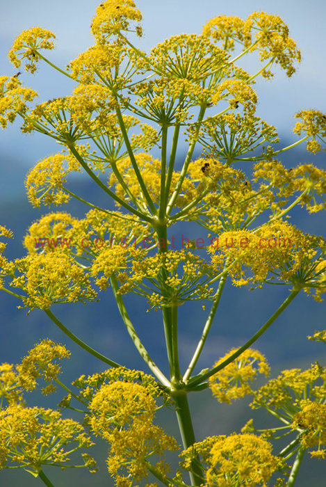 Férule commune / Flore / Terre et mer / Accueil - 1er Média Culturel ...