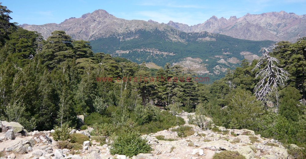 Pin laricio / Flore / Terre et mer / Accueil - 1er Média Culturel Corse ...