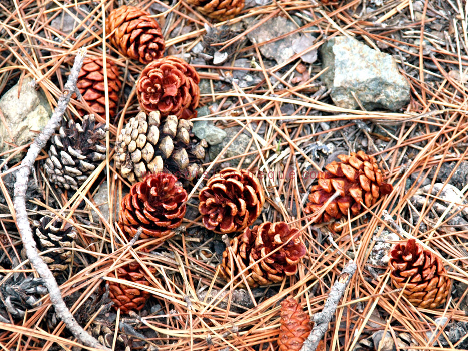 Pin laricio / Flore / Terre et mer / Accueil - 1er Média Culturel Corse ...