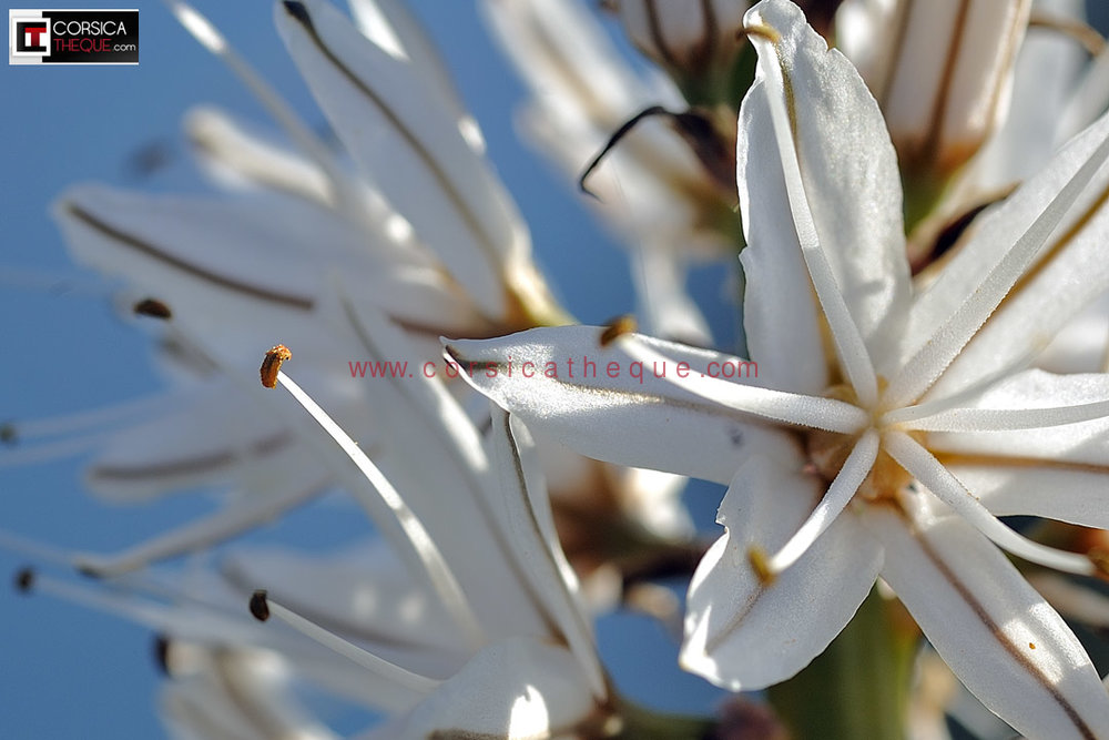 La flore s'éveille du coté de Lava (2) / Flore / Terre et mer / Accueil ...