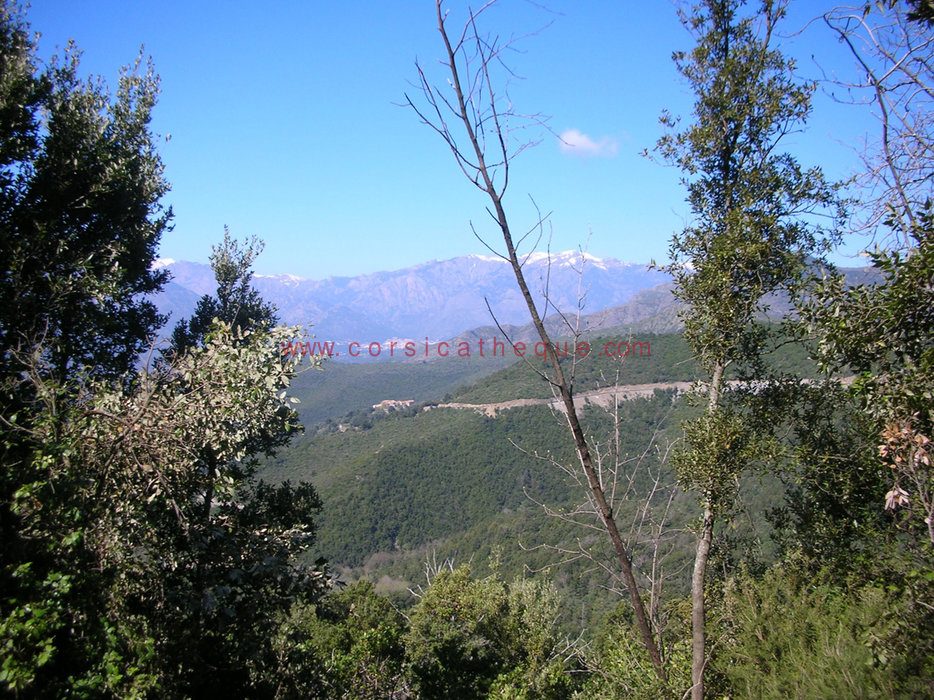 Boziu au printemps / La Corse de l'intérieur / Territoires / Accueil ...