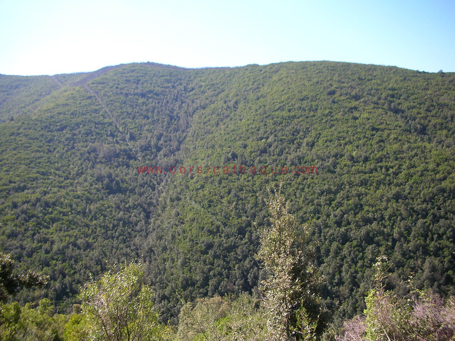 Boziu au printemps / La Corse de l'intérieur / Territoires / Accueil ...