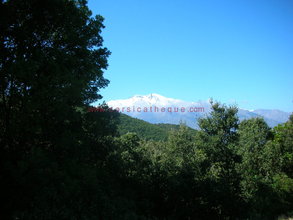 Boziu au printemps / La Corse de l'intérieur / Territoires / Accueil ...