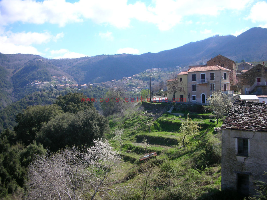 Boziu au printemps / La Corse de l'intérieur / Territoires / Accueil ...