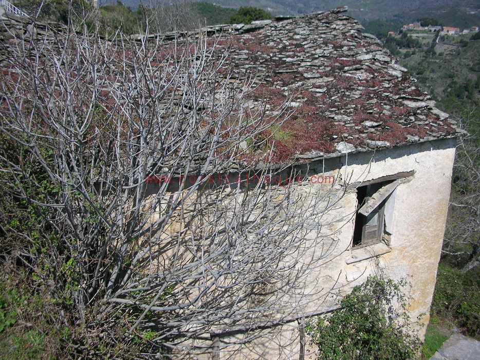 Boziu au printemps / La Corse de l'intérieur / Territoires / Accueil ...