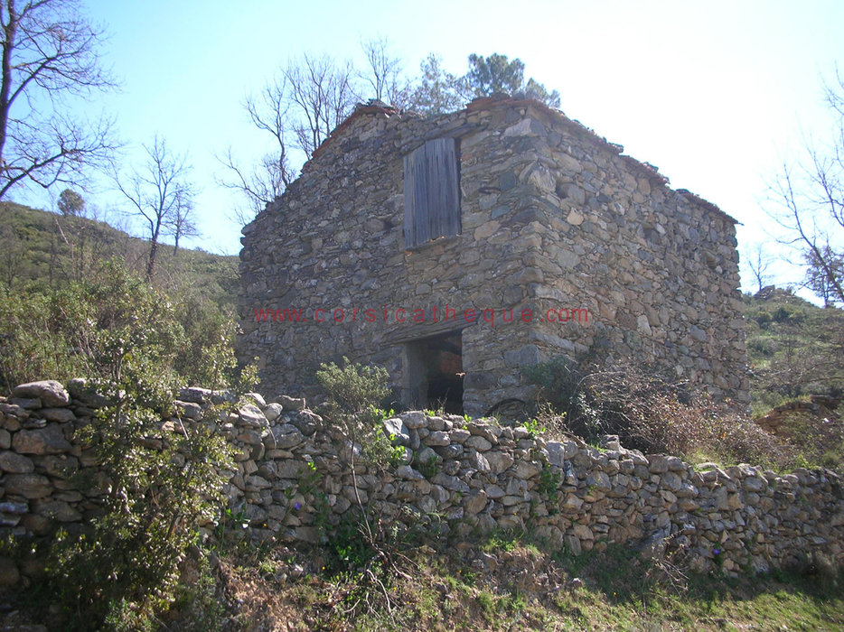 Boziu au printemps / La Corse de l'intérieur / Territoires / Accueil ...