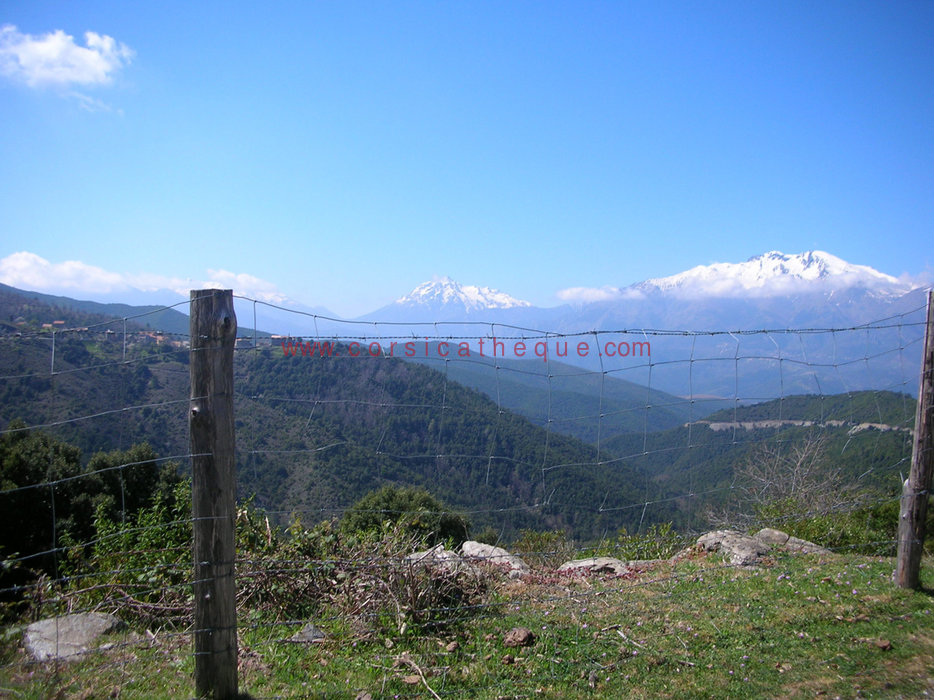 Boziu au printemps / La Corse de l'intérieur / Territoires / Accueil ...