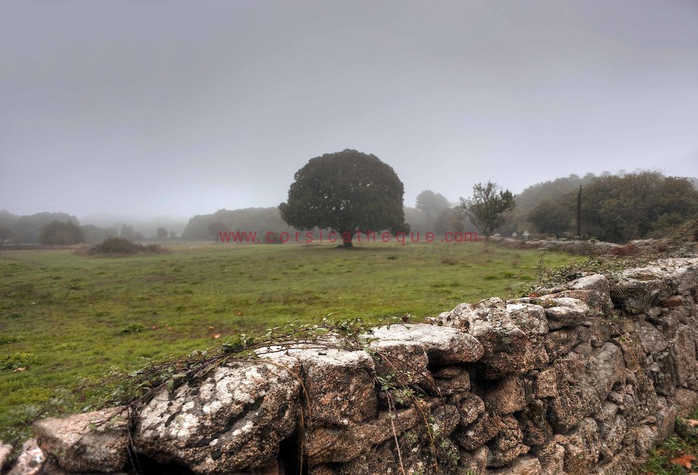 Quenza – (Quenza) / Les 360 communes corses / Territoires / Accueil ...