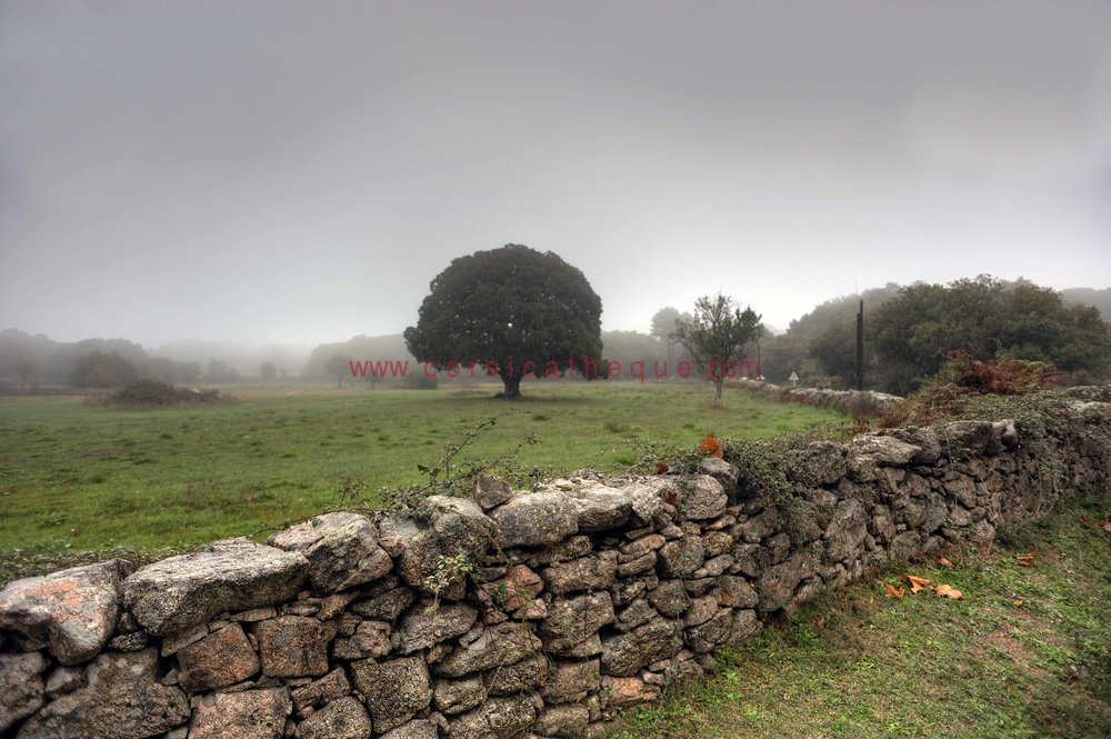 Quenza – (Quenza) / Les 360 communes corses / Territoires / Accueil ...