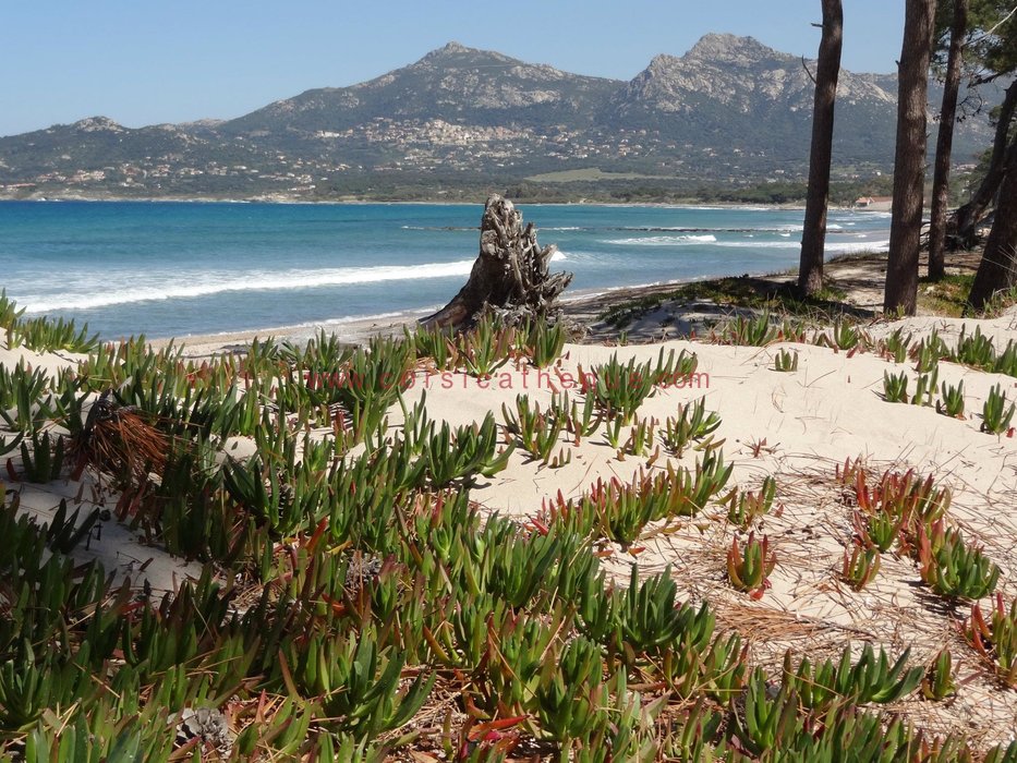 Plage de Calvi / Les plages / Territoires / Accueil - 1er Média ...